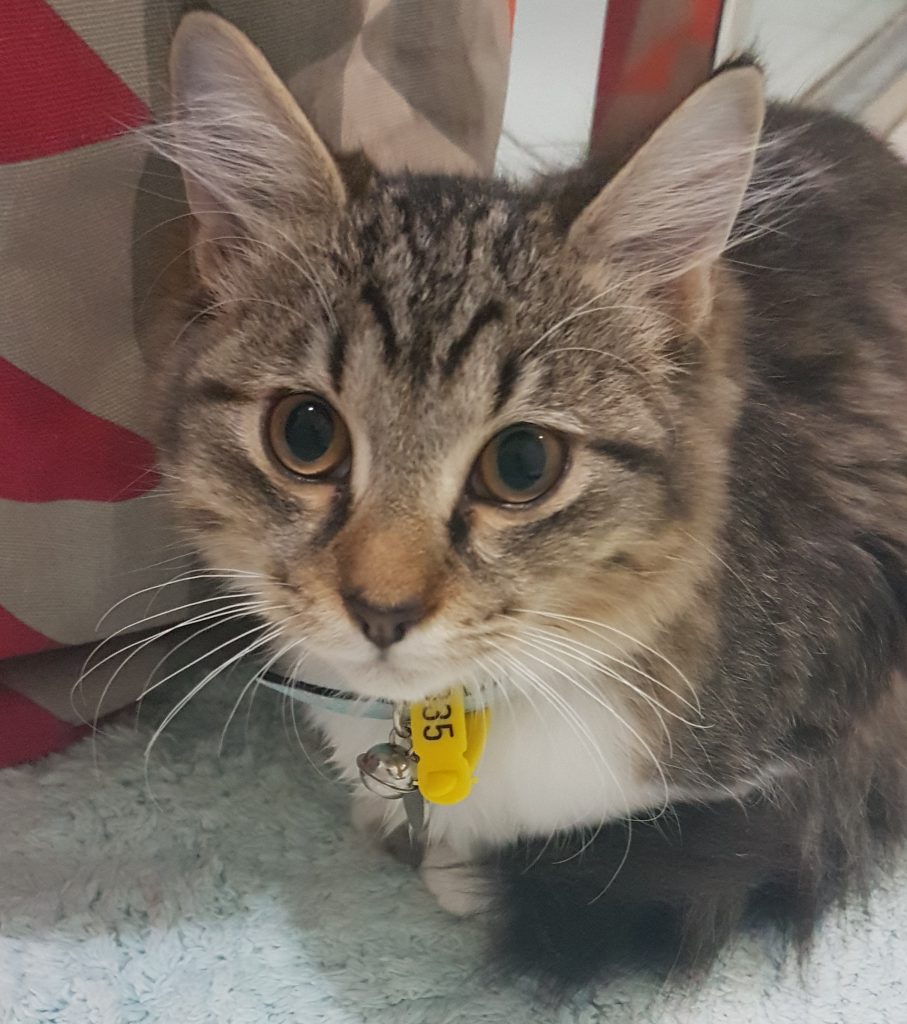 Gladstone Animal Rescue Group Inc. Needs your help - Gladstone News
